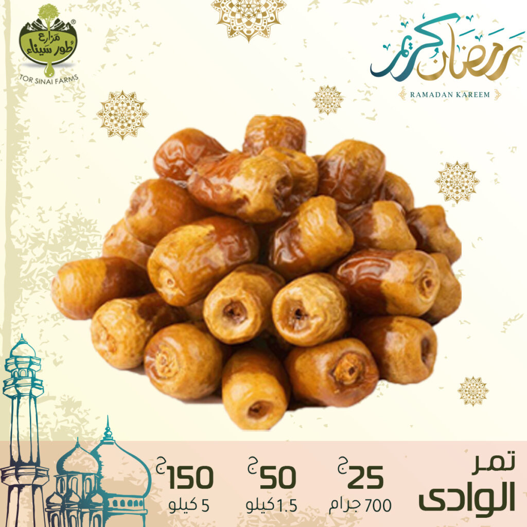 تمر المجدول - مزارع طور سيناء